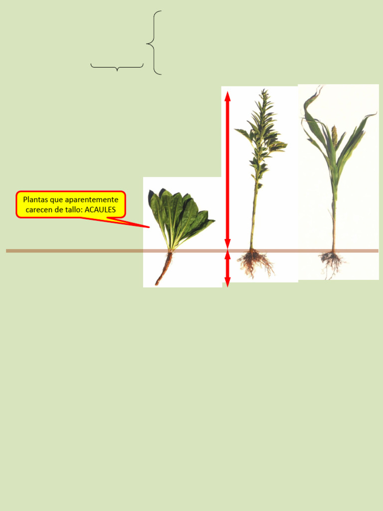 Modificaciones Del Cormo | PDF | Tallo de la planta | Hoja