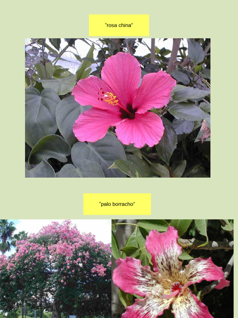 Morfología Floral: Análisis de Especies | PDF