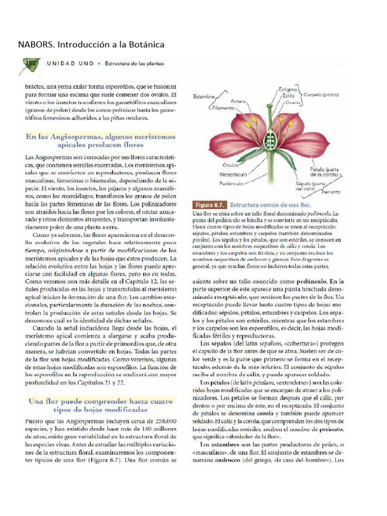 Introduccion A La Botanica | PDF
