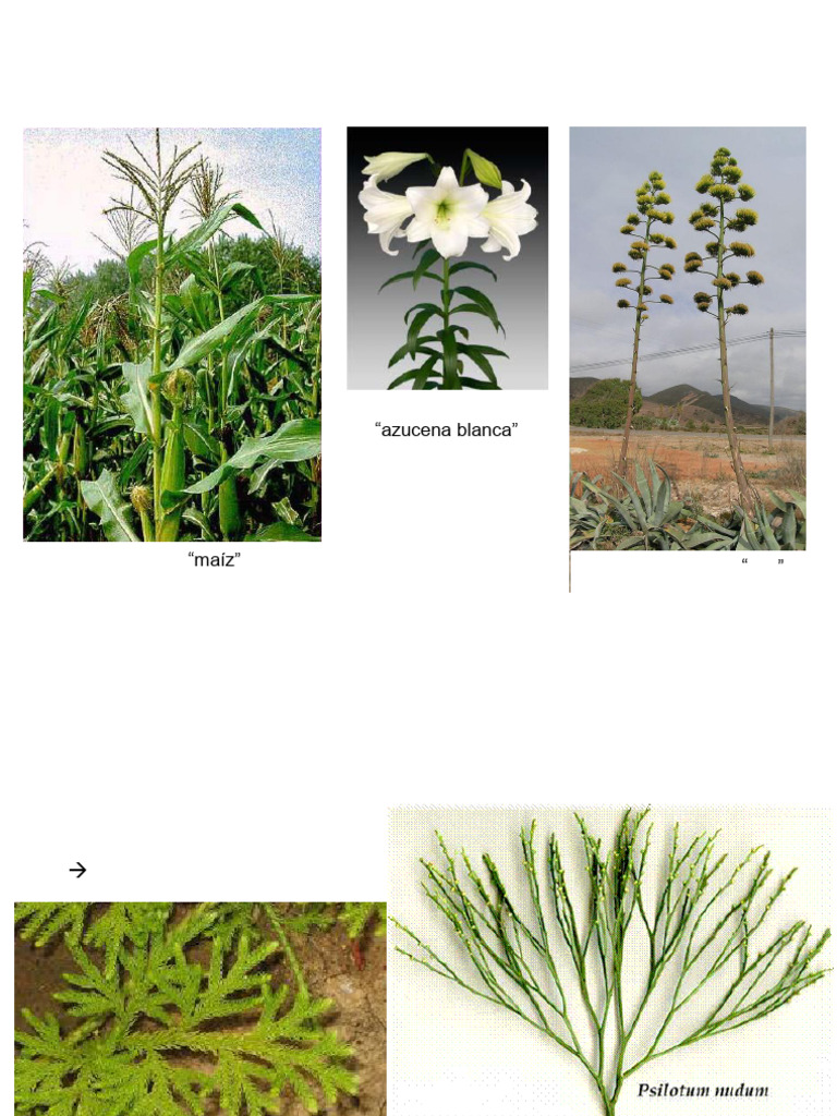 Tipos de Ramificación en Plantas | PDF | Ramas de la botánica ...