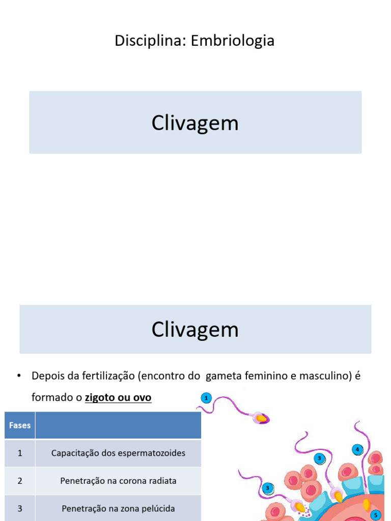 Aula 6 - Clivagem | PDF | Fertilização | Reprodução