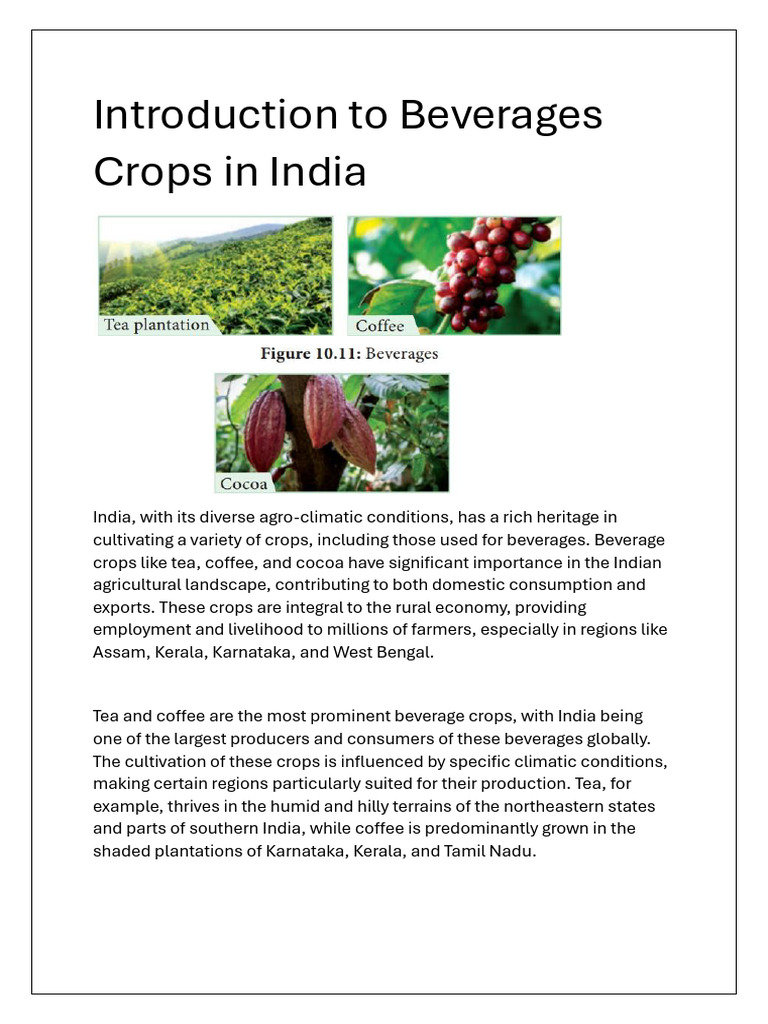 Introduction To Beverages Crops in Indiaaa | PDF | Agriculture | Coffee