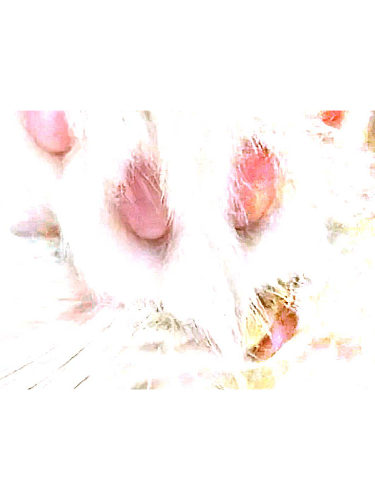 Paw | PDF