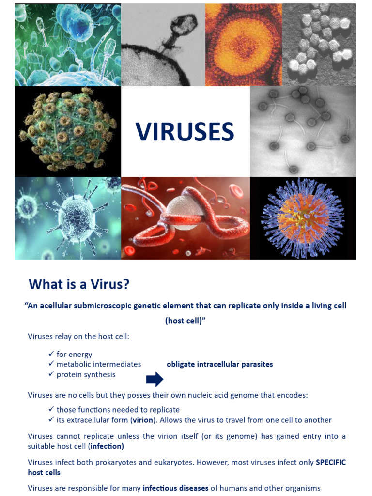 Lesson 3 Viruses | PDF | Virus | Bacteriophage