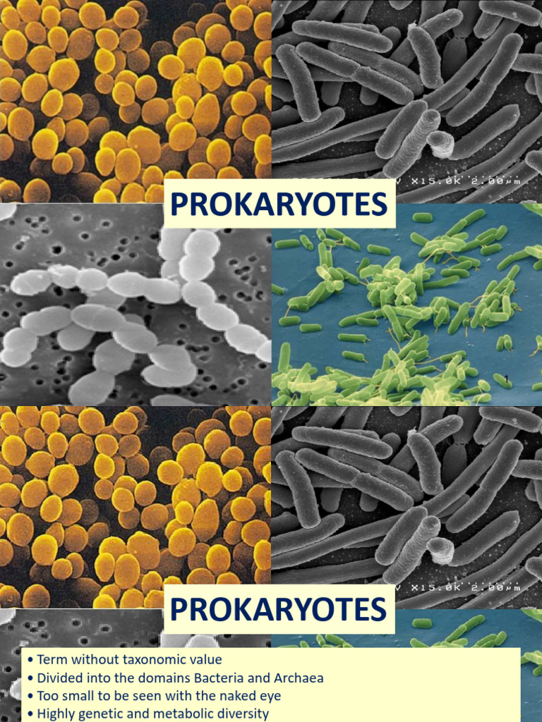 Prokaryotes: Bacteria and Archaea Overview | PDF | Archaea | Bacteria