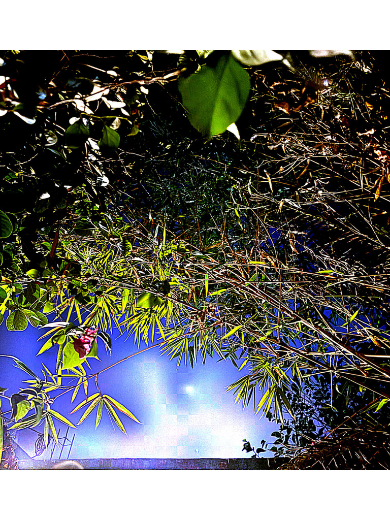 Bamboo | PDF