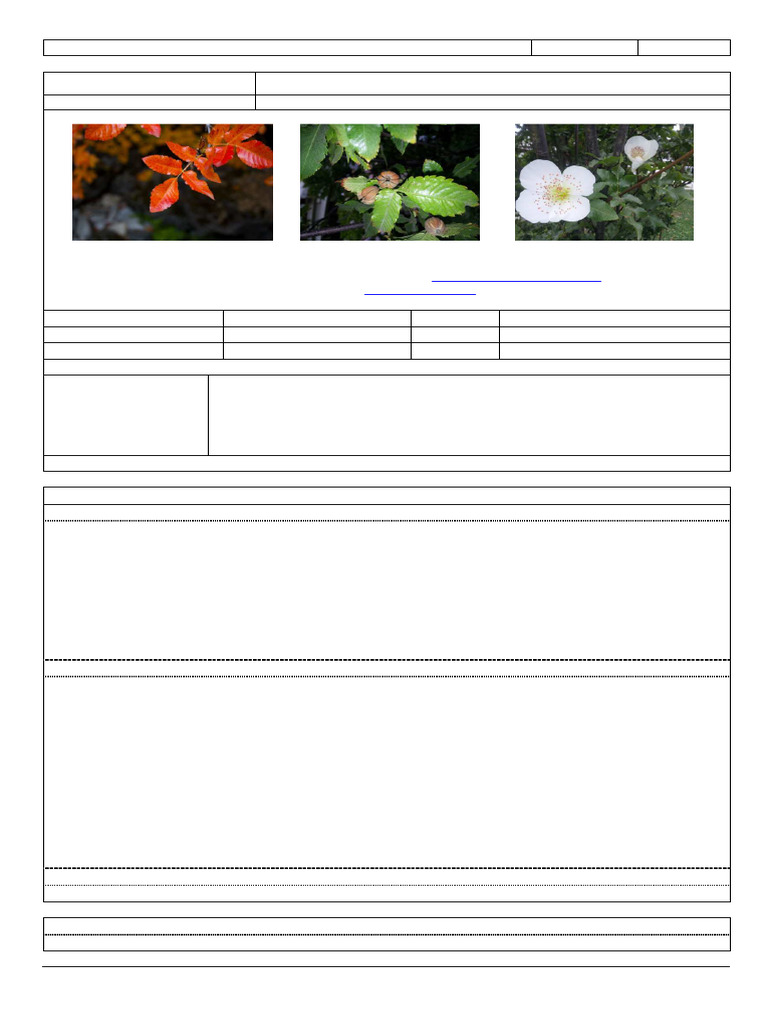 Guindo Santo (Eucryphia - Glutinosa) | PDF | Hoja | Chile