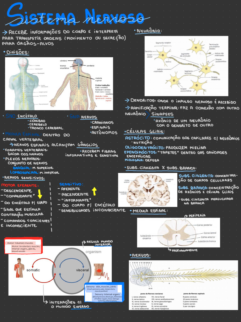 semi p 1 neuro | PDF