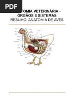 Cópia de ANATOMIA DAS AVES Galinha Corpo Todo | PDF | Osso | Anatomia