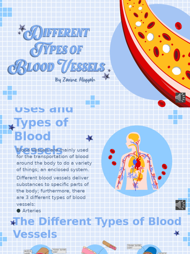 Types and Functions of Blood Vessels | PDF | Artery | Blood Vessel