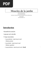 Anatomie des muscles du pied humain | PDF | Pied | Anatomie humaine