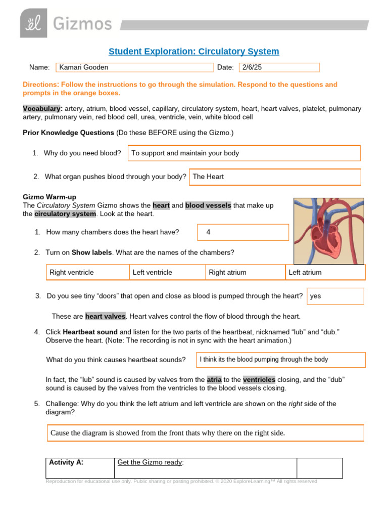 Circulatory System Student Exploration Guide | PDF | Circulatory System ...