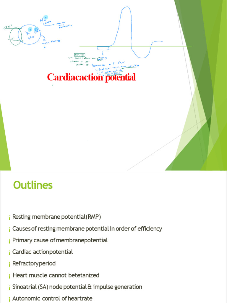 Lecture 6cardiac Action Potential | PDF | Membrane Potential | Muscle ...