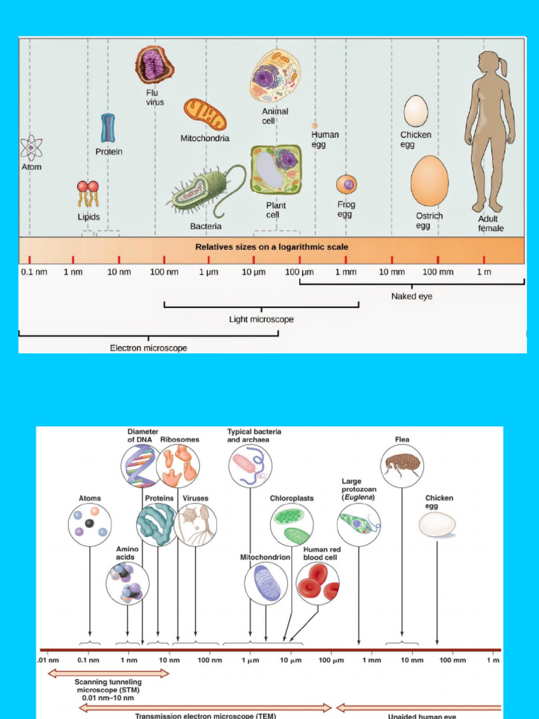microscopeCell | PDF | Cell (Biology) | Microscope