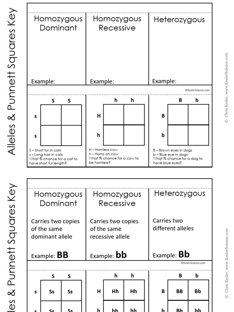 Punnet Square Notebook Insert | PDF | Zygosity | Population Genetics
