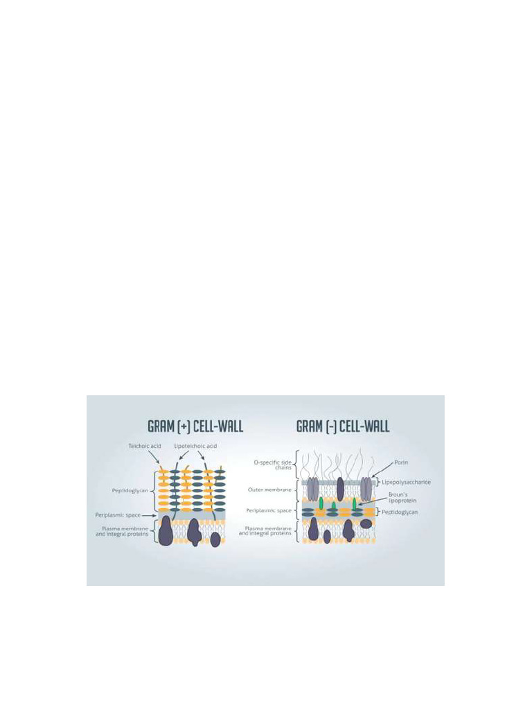 Bacterial Cell Wall Structure and Composition (Good) | PDF | Cell Wall ...