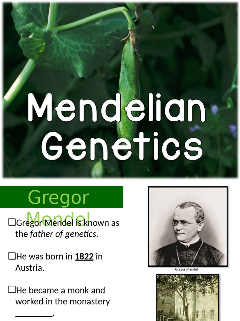 Mendelian+Genetics+Student+notes | PDF | Dominance (Genetics) | Genotype