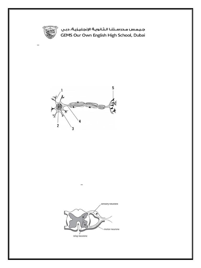 Reflex Action and Neuron Functions Worksheet | PDF