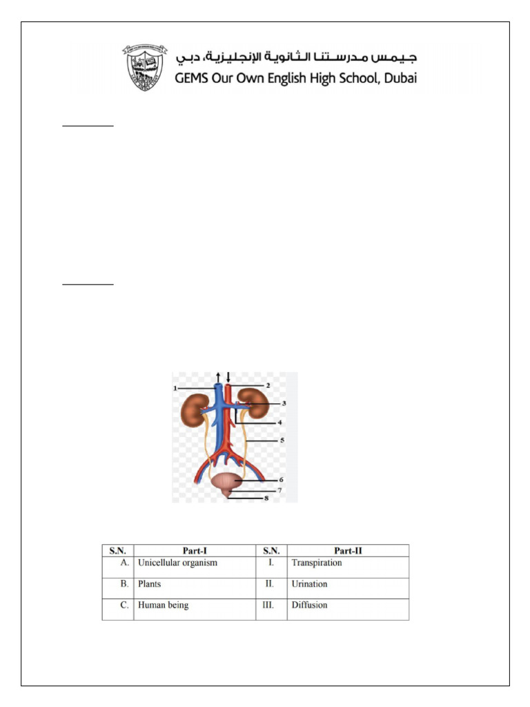 Life Processes- Excretion | PDF