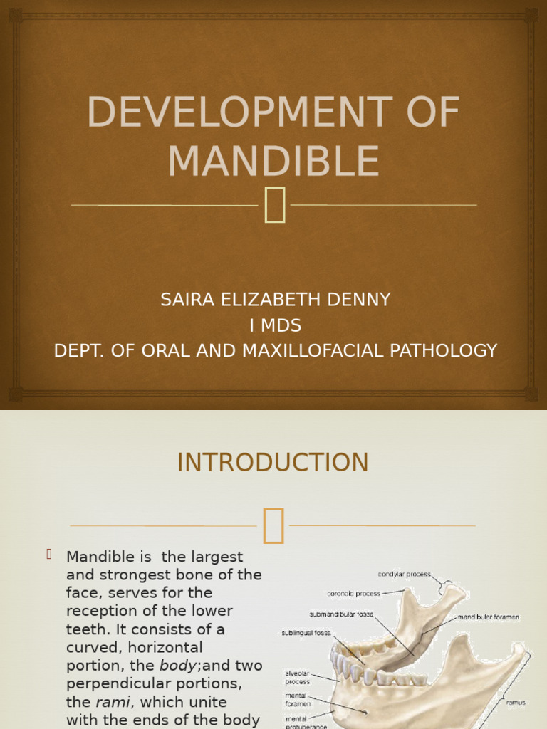 Mandible Development in Human Embryo | PDF | Anatomy | Human Head And Neck