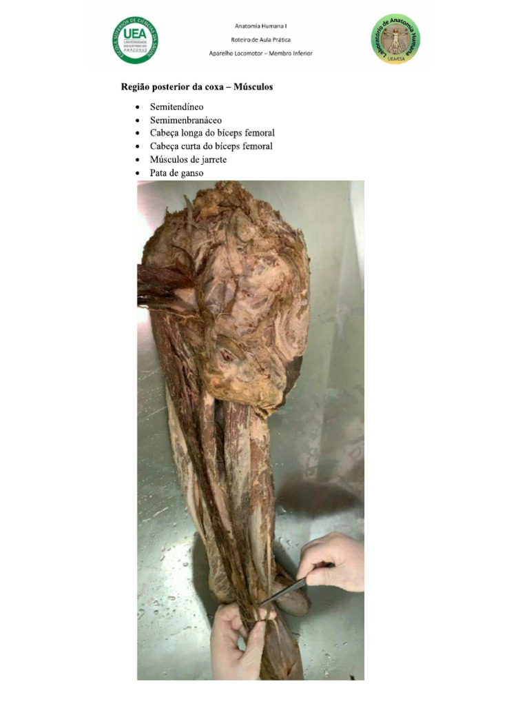 Músculos Posteriores Da Coxa Pdf
