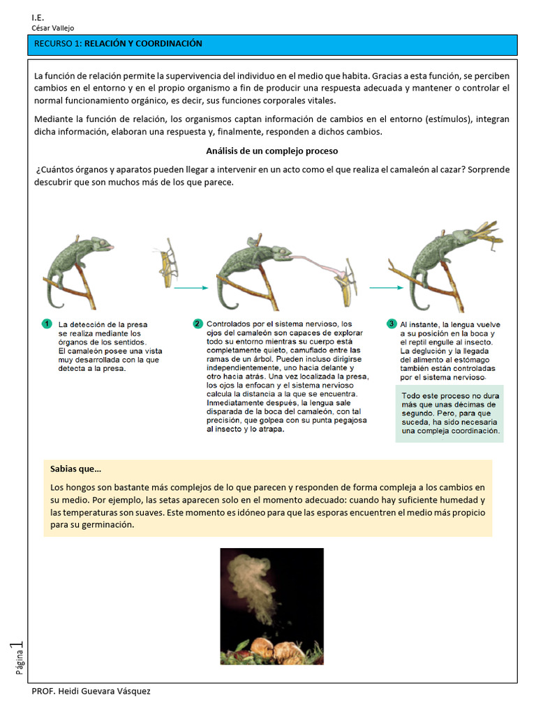 Lectura 3 - Cómo Es La Función de Relación en Las Plantas y Los ...