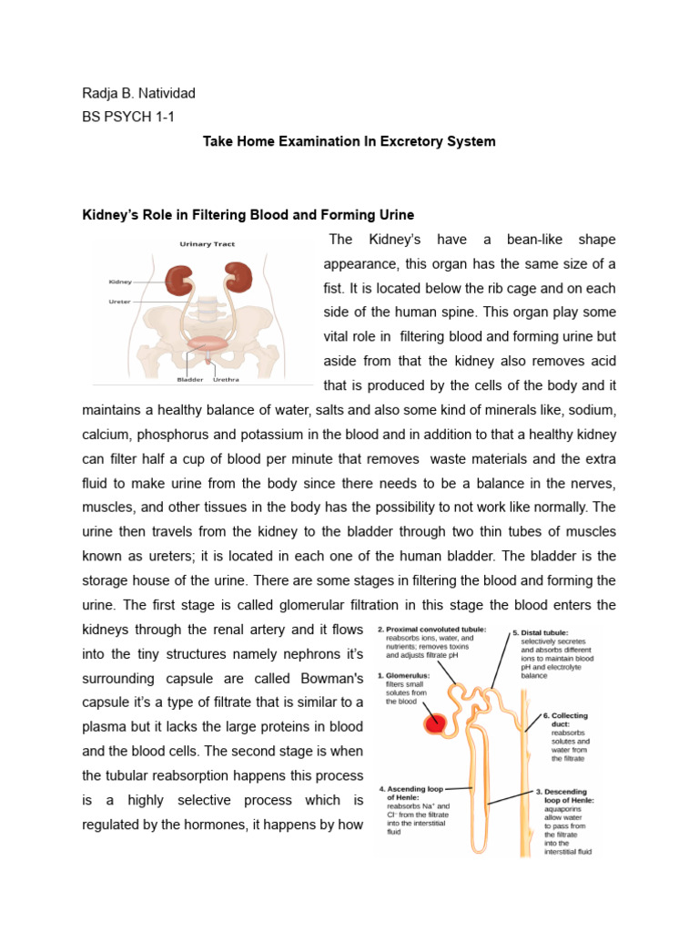 Take_Home_Examination_In_Excretory_System | PDF | Kidney | Organ (Anatomy)