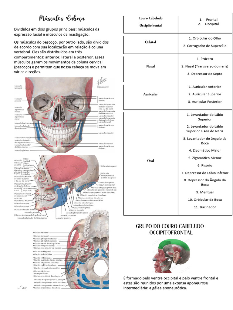 Anatomia dos Músculos da Cabeça e Pescoço | PDF | Anatomia humana ...