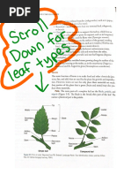 Leaf Dichotomous Key | PDF | Leaf | Branches Of Botany