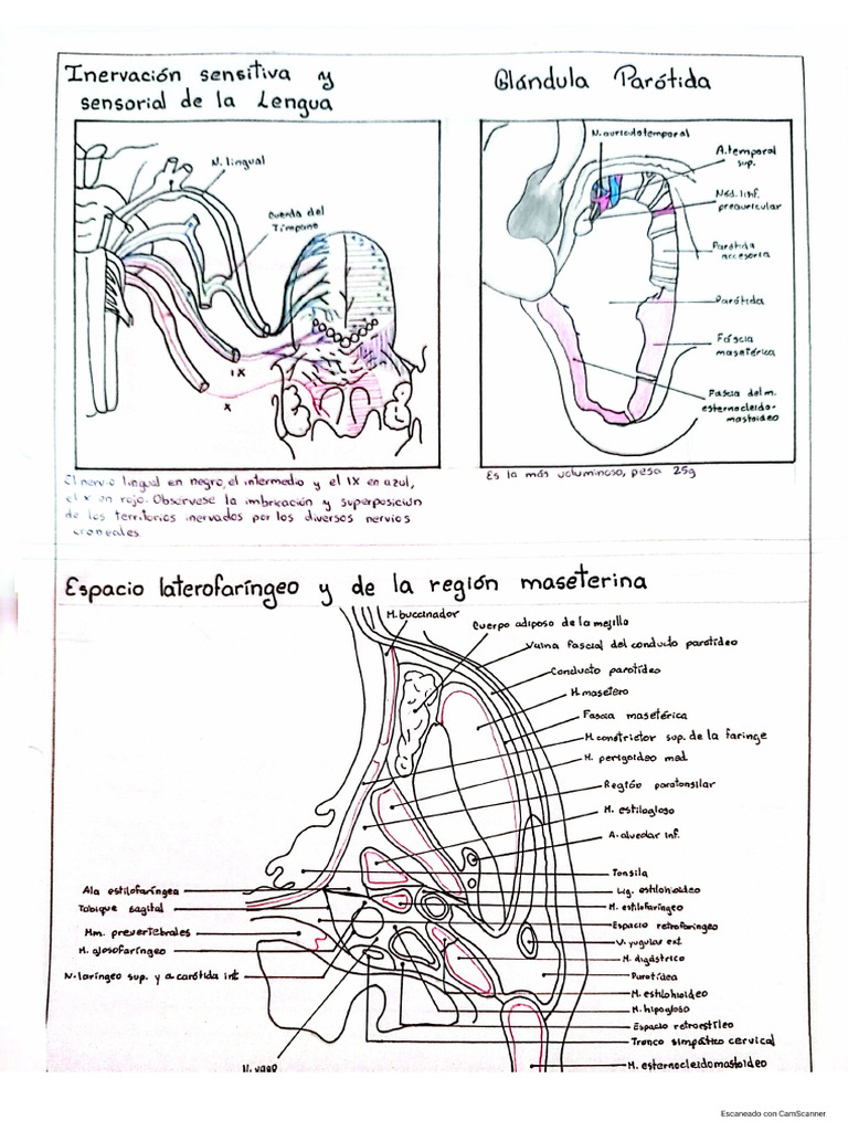 Inervación Lengua | PDF