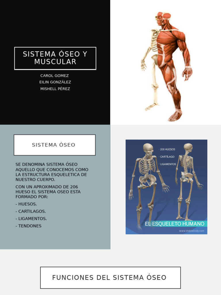 Sistema Óseo y Muscular | PDF | Hueso | Músculo