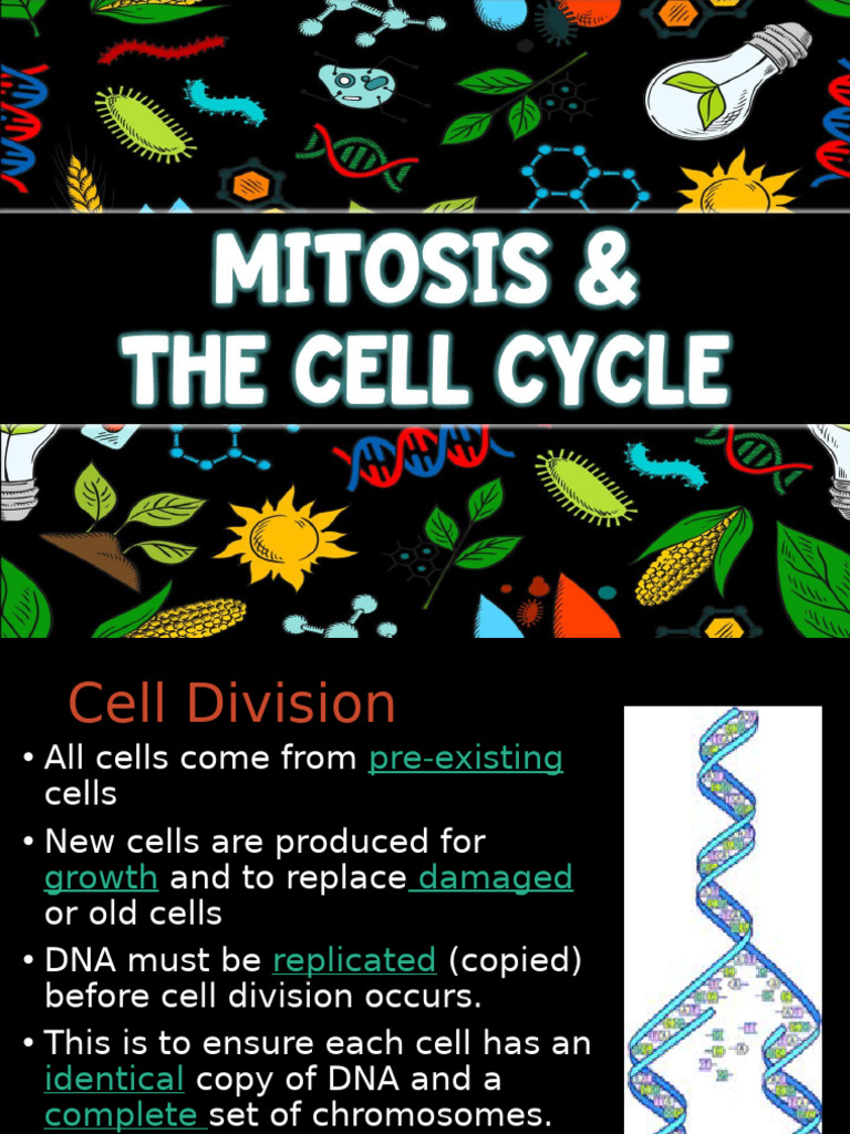 Cell Cycle and Mitosis Slide Show | PDF