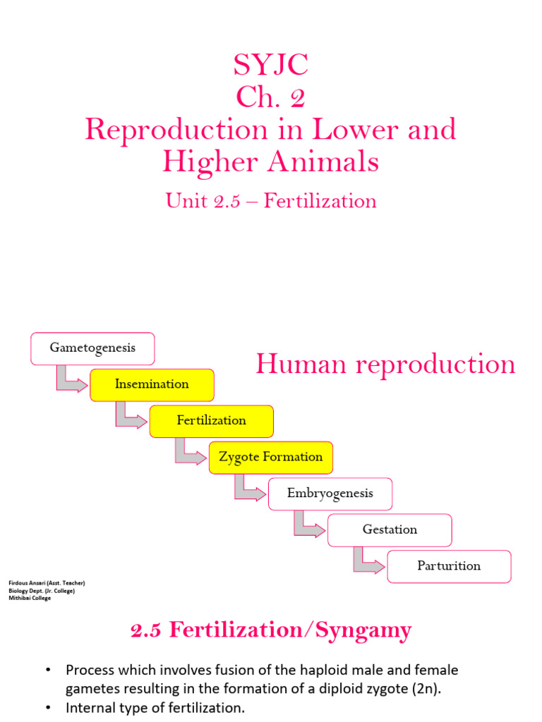 SY 2. Unit 2.5 - Fertilization | PDF | Fertilisation | Meiosis