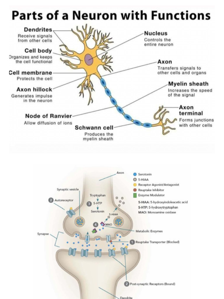 Neuroplasticity | PDF