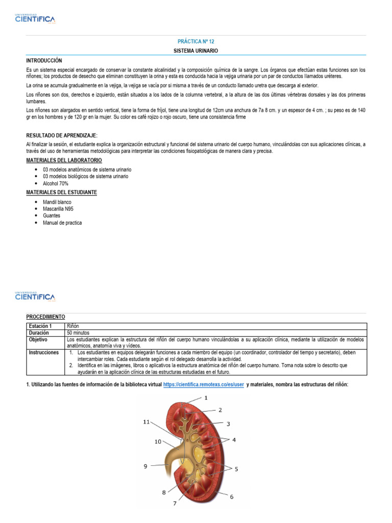 Manual Morfofisiologia+i Sem-13 Sesi%c3%93n-26 2024-2 | PDF | Sistema ...