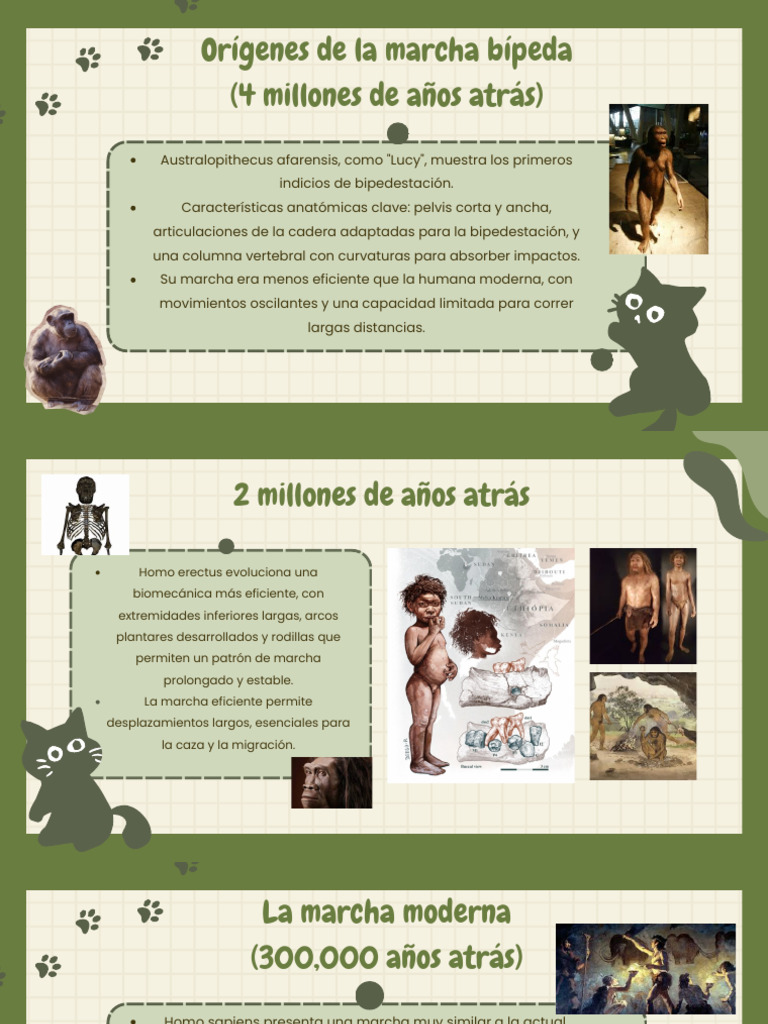 Evolución de la Marcha Humana | PDF | Bipedalismo | Electromiografia