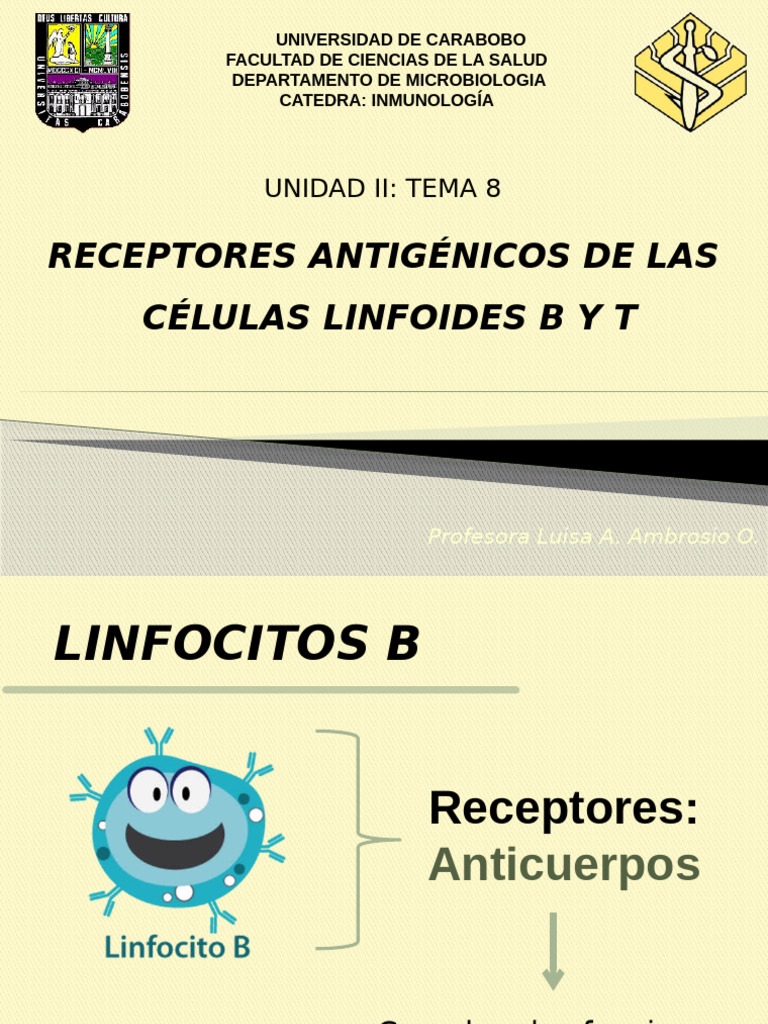 U2t8 Receptores de Linfocitos T y B | PDF | Linfocitos | Receptor (Bioquímica)