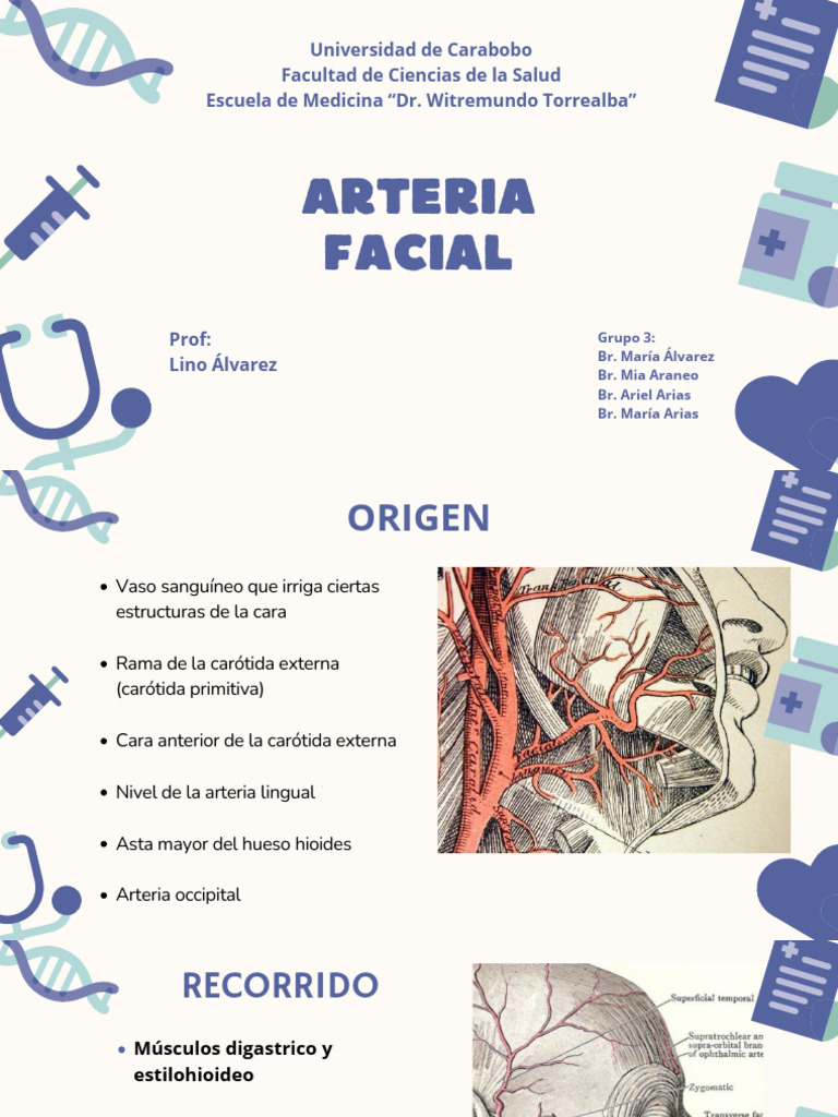 Arteria Facial: Origen y Recorrido | PDF