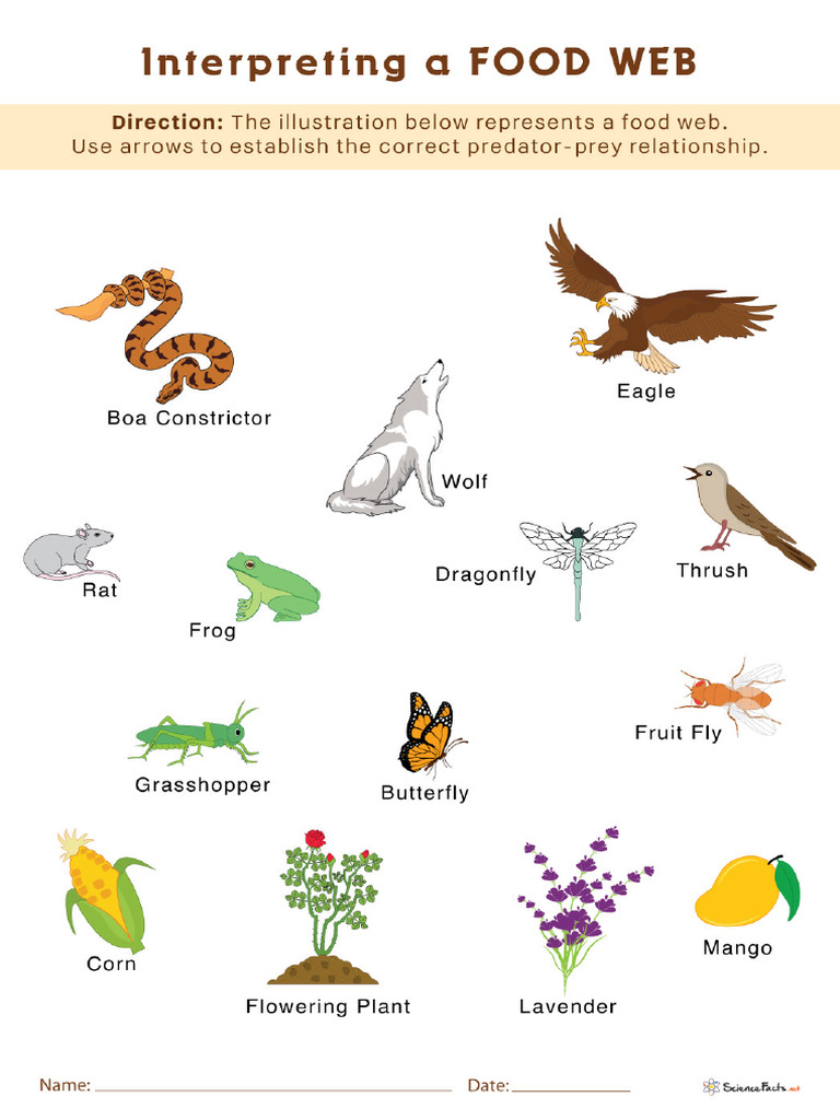 Interpreting Food Webs Worksheet | PDF