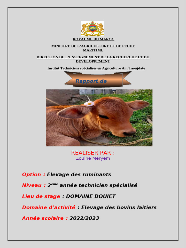 Rapport Meryem Zouine | PDF | Vache laitière | Infection