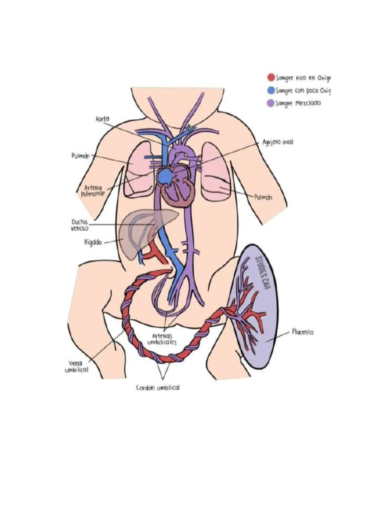 Circulación fetal | PDF