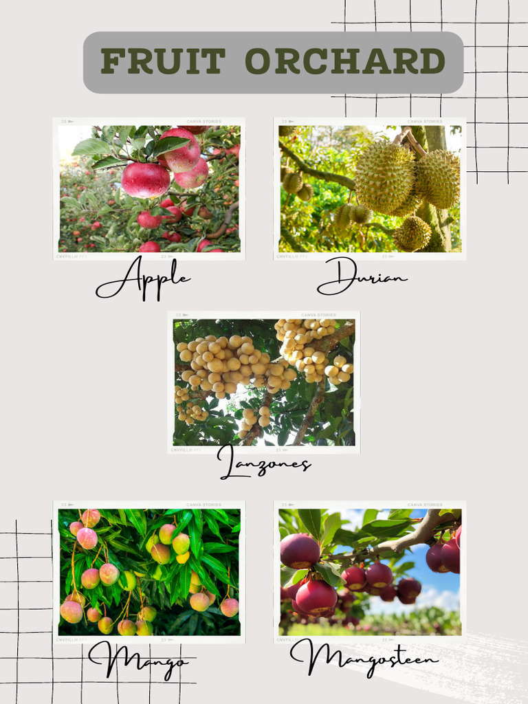 Types of Orchard | PDF