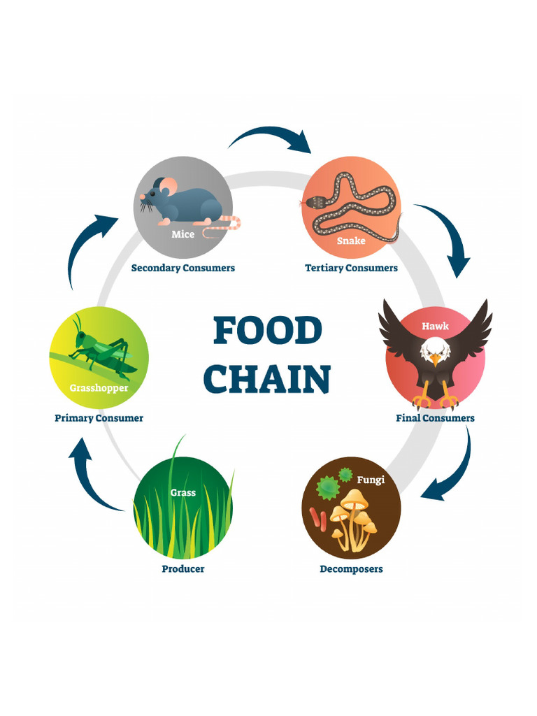 Food Chain and Food Web | PDF