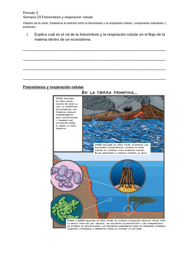 Semana 23 Fotosintesis y Respiracion Celular | PDF | Respiración ...