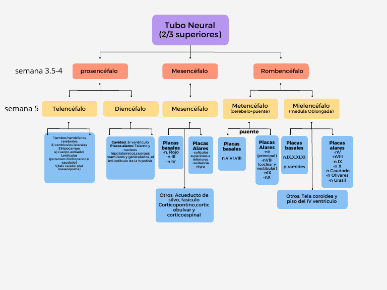 Estructura del Sistema Nervioso Central | PDF | Tronco encefálico ...