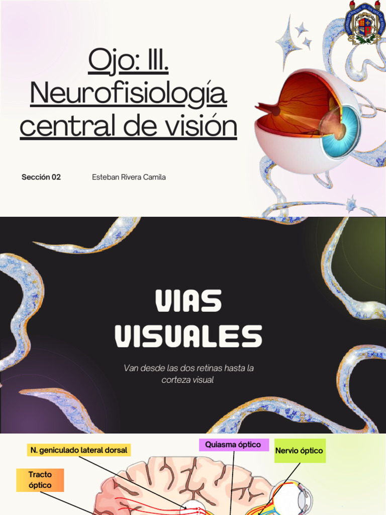 Neurofisiologia Del Ojo PT3 PDF | PDF | Percepción visual | Ojo