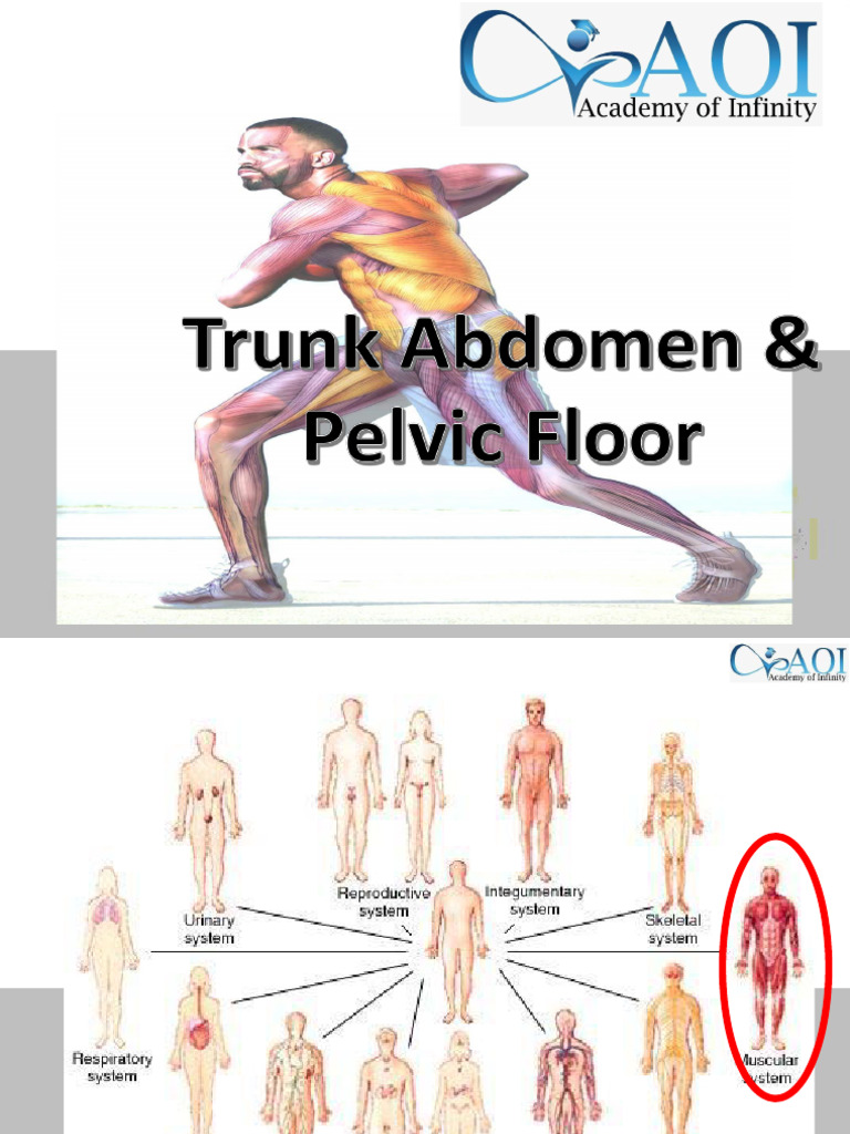 Trunk Abdomen Pelvic Floor (CORE BODY) aoi pdf (1) | PDF
