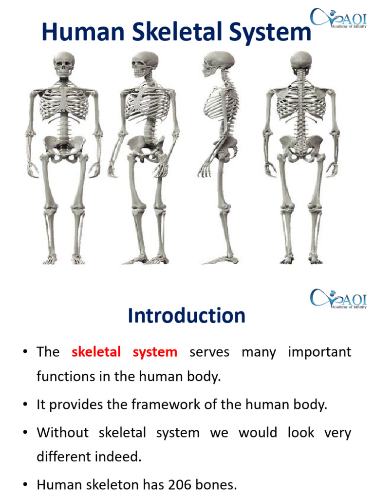 Human Skeletal System - Aoi PDF | PDF | Vertebra | Foot
