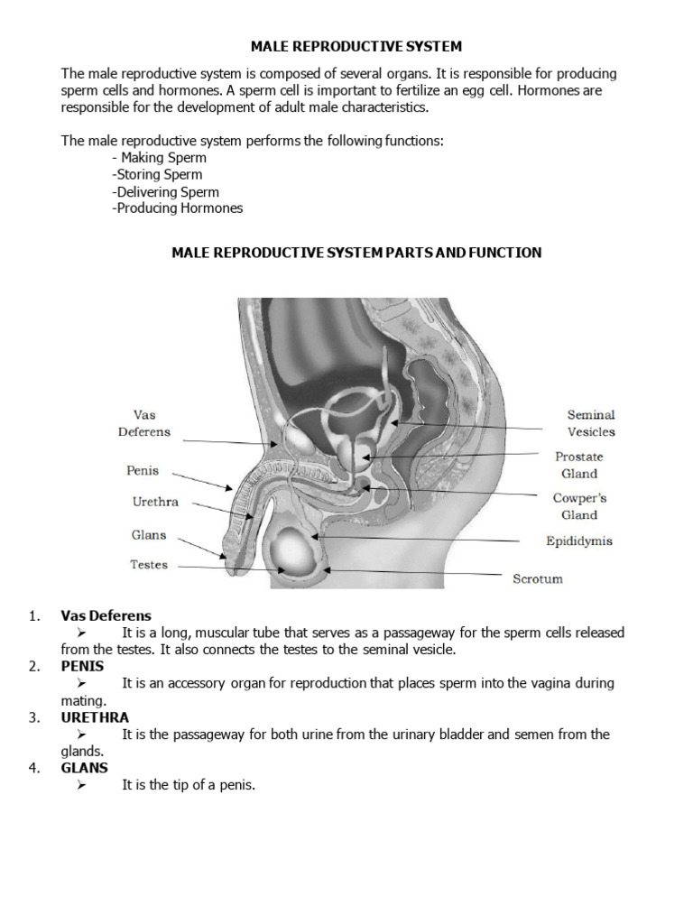 Male and Female Reproductive Systems Overview | PDF | Reproductive ...
