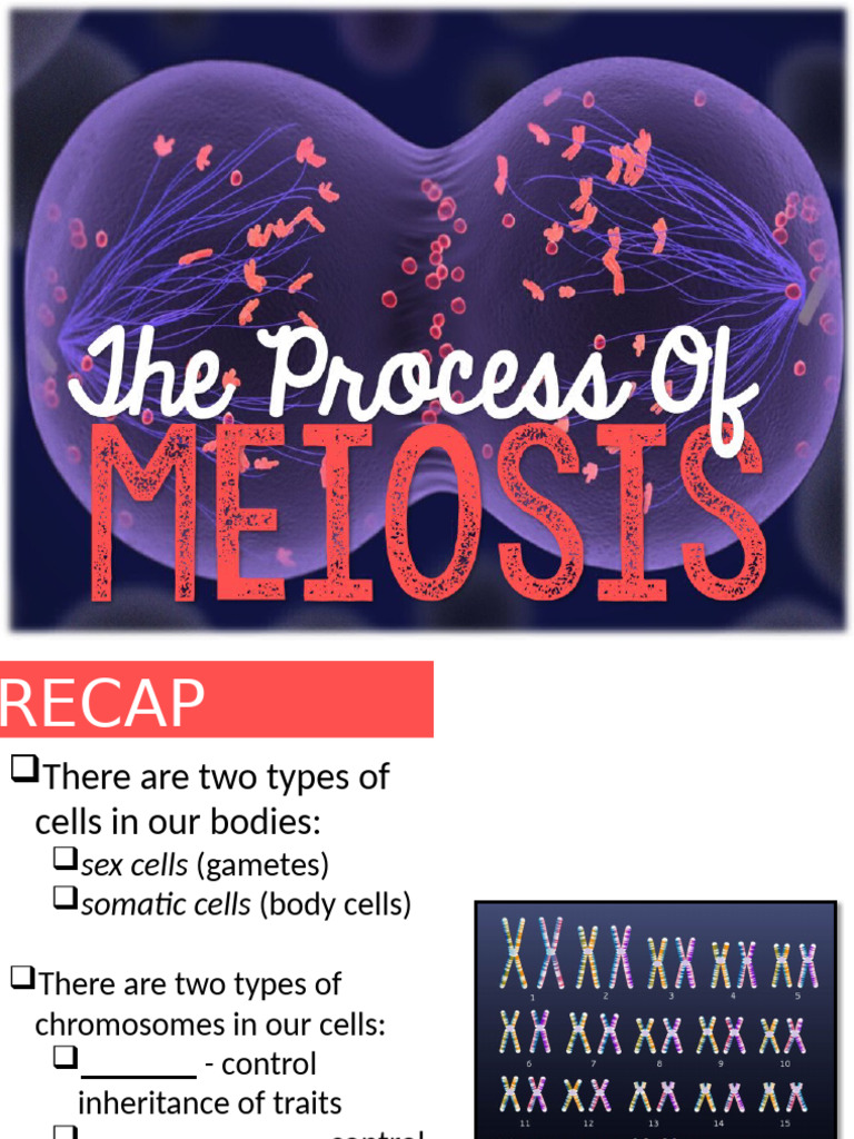 The Process of Meiosis Student Notes | PDF | Meiosis | Chromosome